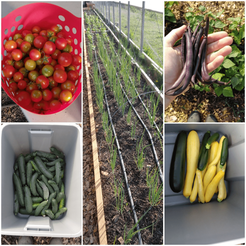 Campus Farm Program | Eliada Homes